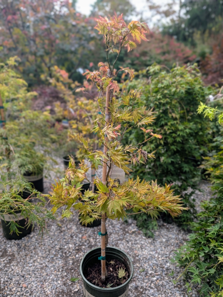 Japanese Maples from Monrovia - The Martha Stewart Blog