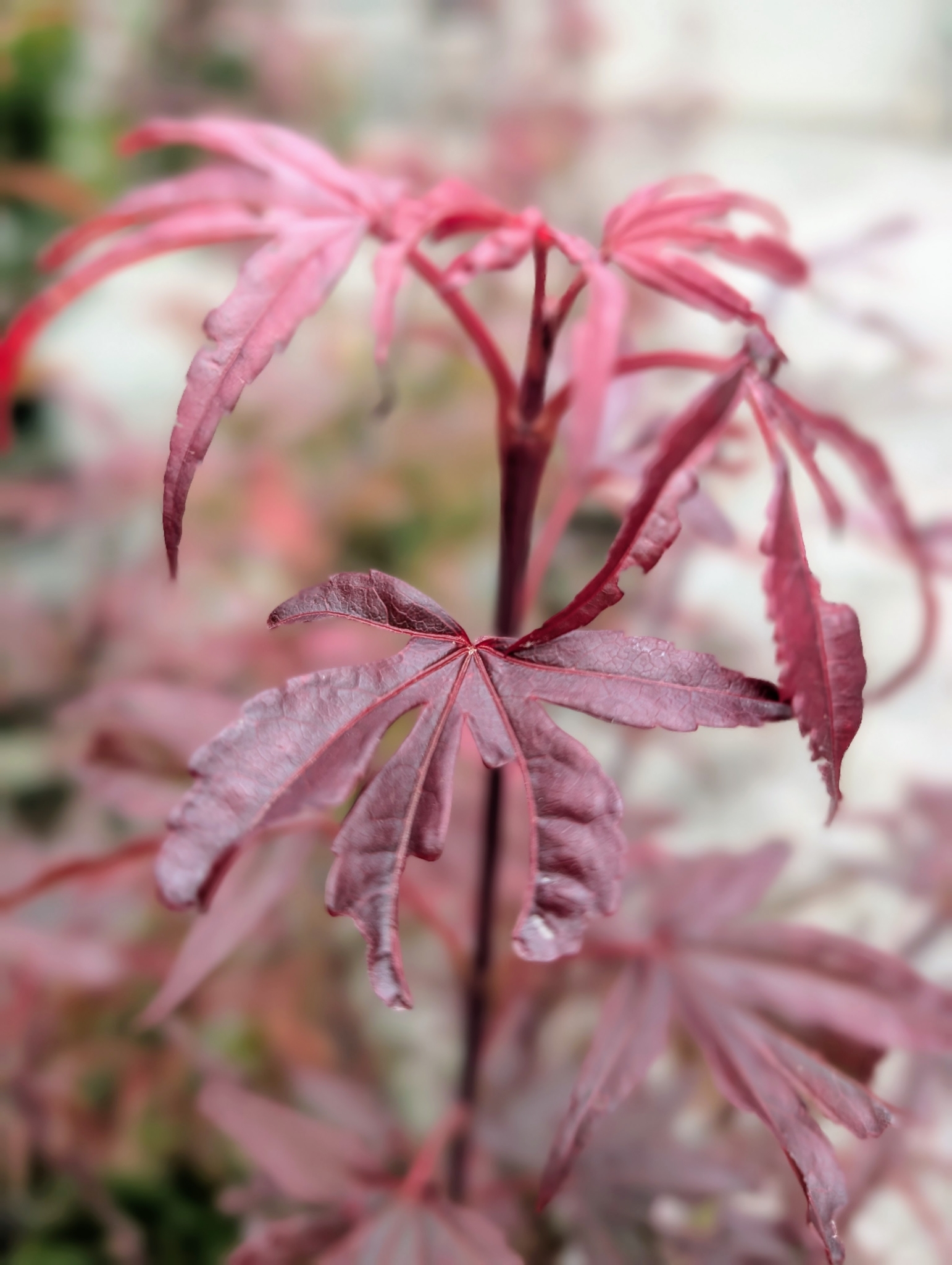 Japanese Maples from Monrovia - The Martha Stewart Blog