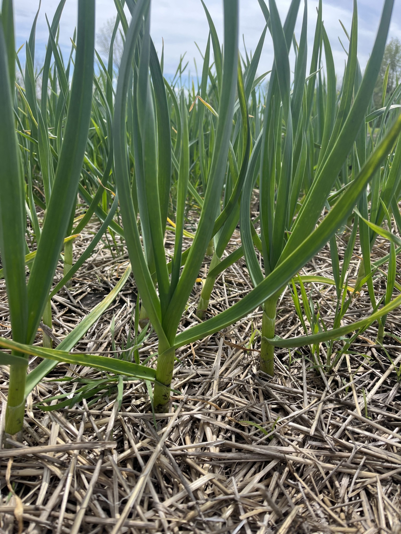 Keene Garlic - The Martha Stewart Blog