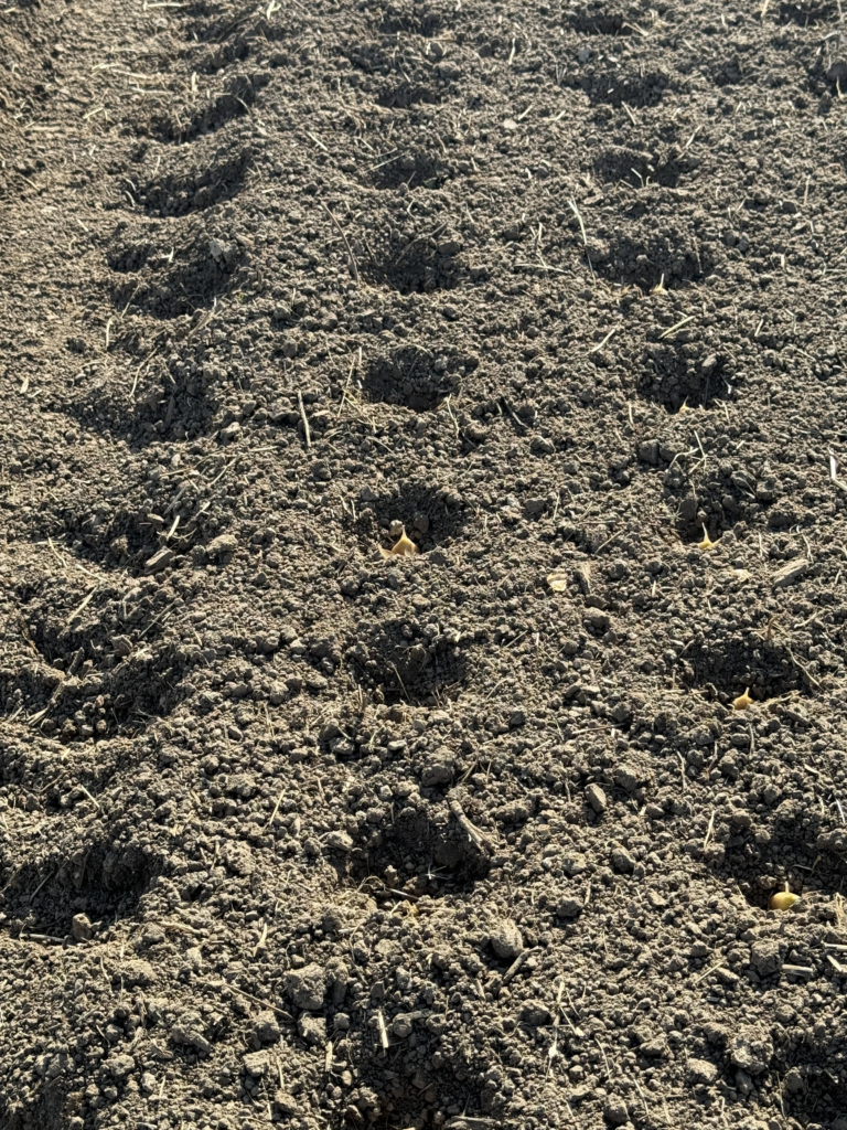 The Martha Stewart Blog : Blog Archive Keene Garlic - The Martha ...