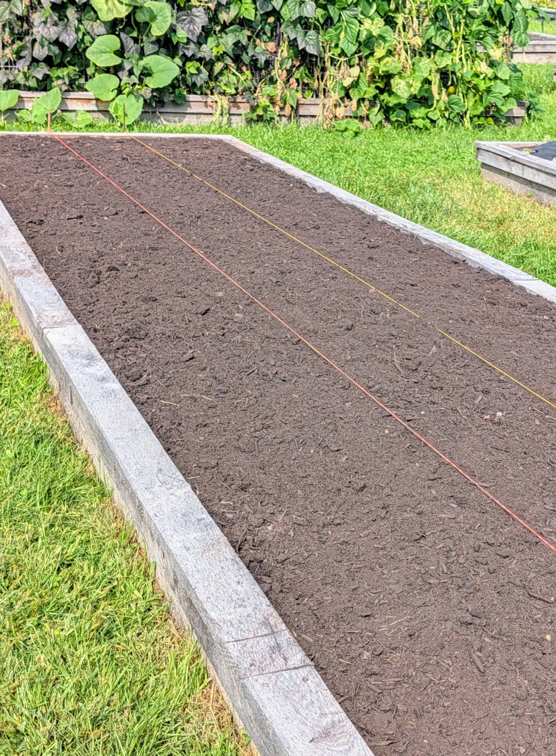 Moving My Strawberries - The Martha Stewart Blog