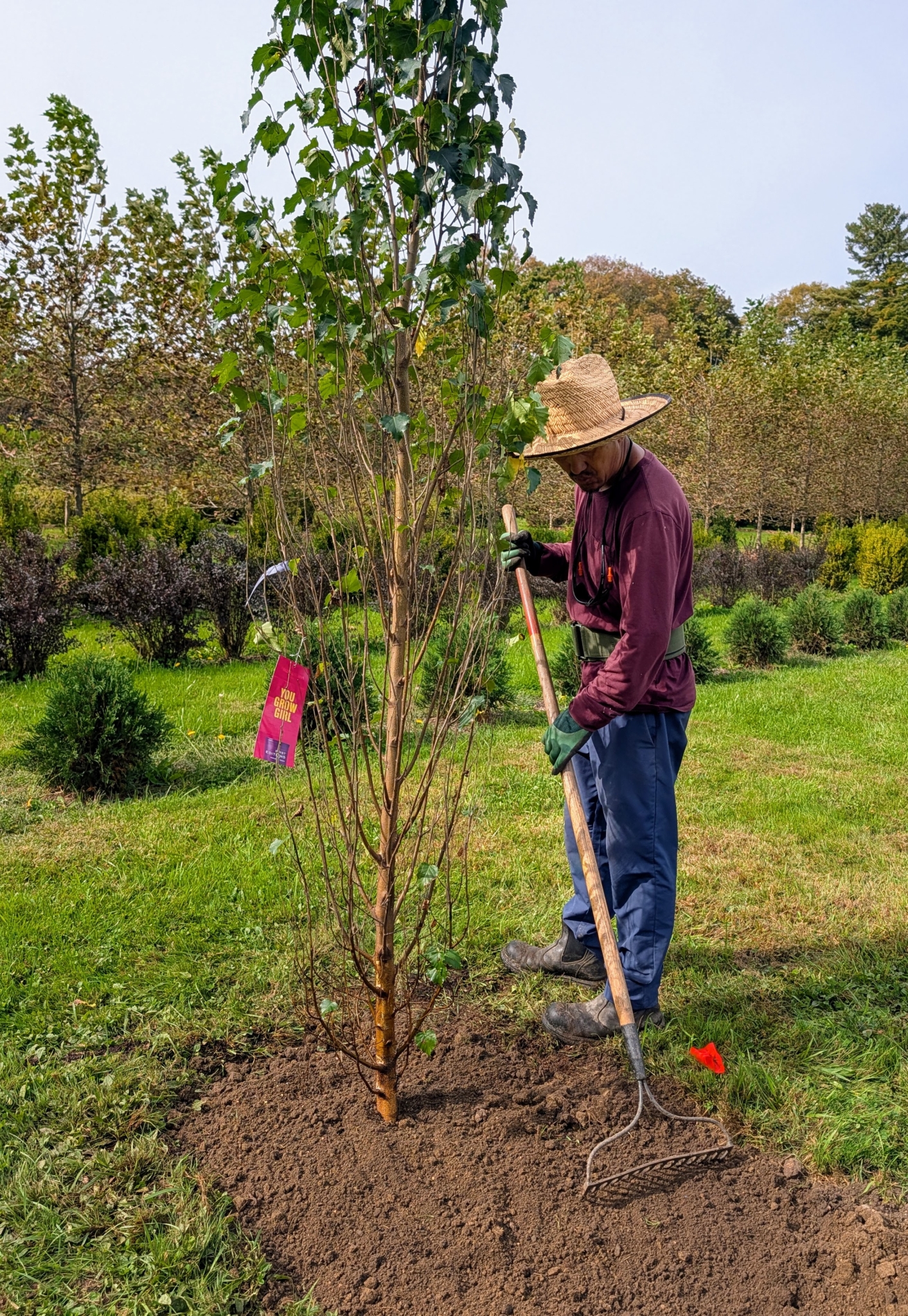 Planting Parkland Pillar Birch Trees and Green Wall Spire Crabapples in ...