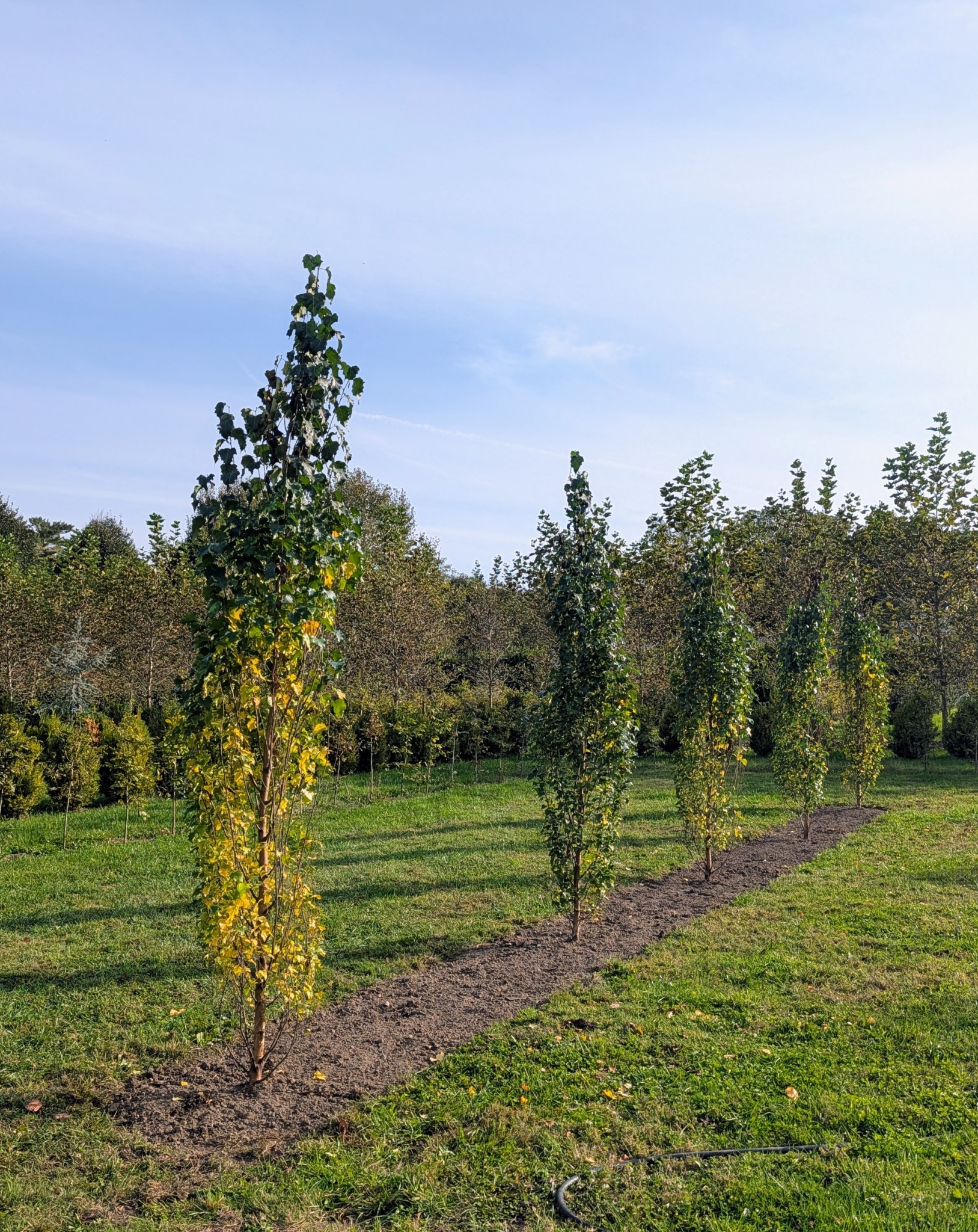 Planting Parkland Pillar Birch Trees and Green Wall Spire Crabapples in ...