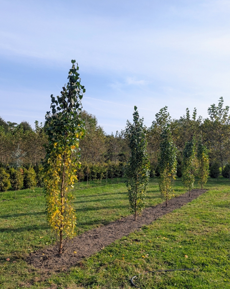 Planting Parkland Pillar Birch Trees and Green Wall Spire Crabapples in ...