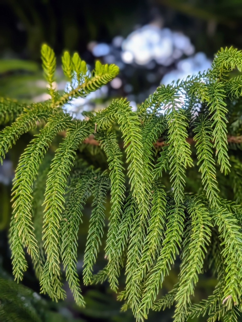 Storing Norfolk Island Pines for the Winter - The Martha Stewart Blog