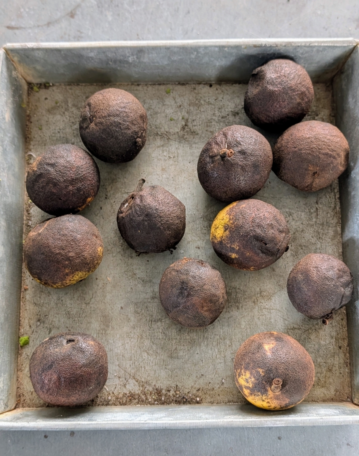 Black Walnuts at My Farm - The Martha Stewart Blog