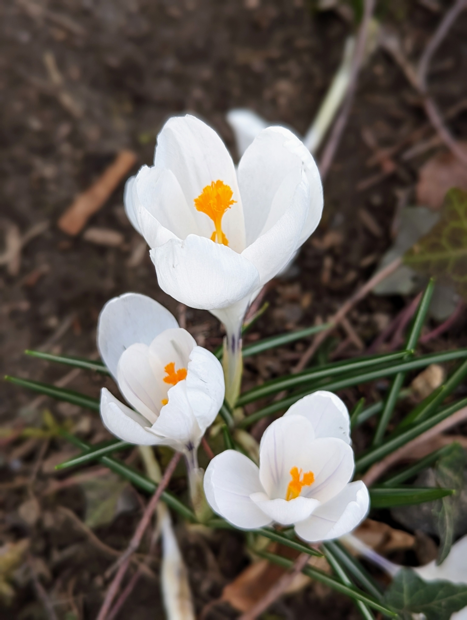 Planting More Spring-Blooming Bulbs - The Martha Stewart Blog