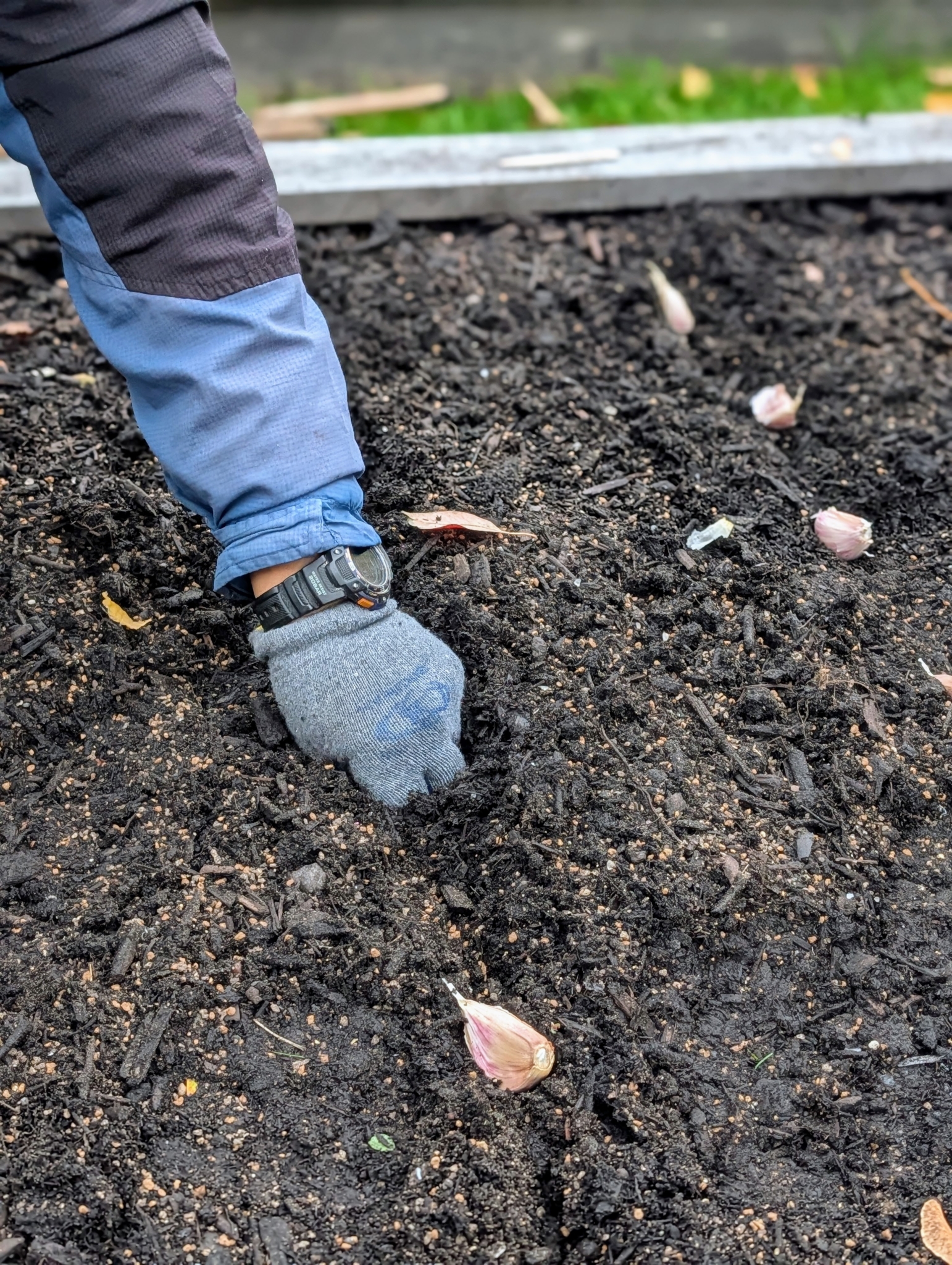 The Garlic is Planted for Next Year - The Martha Stewart Blog