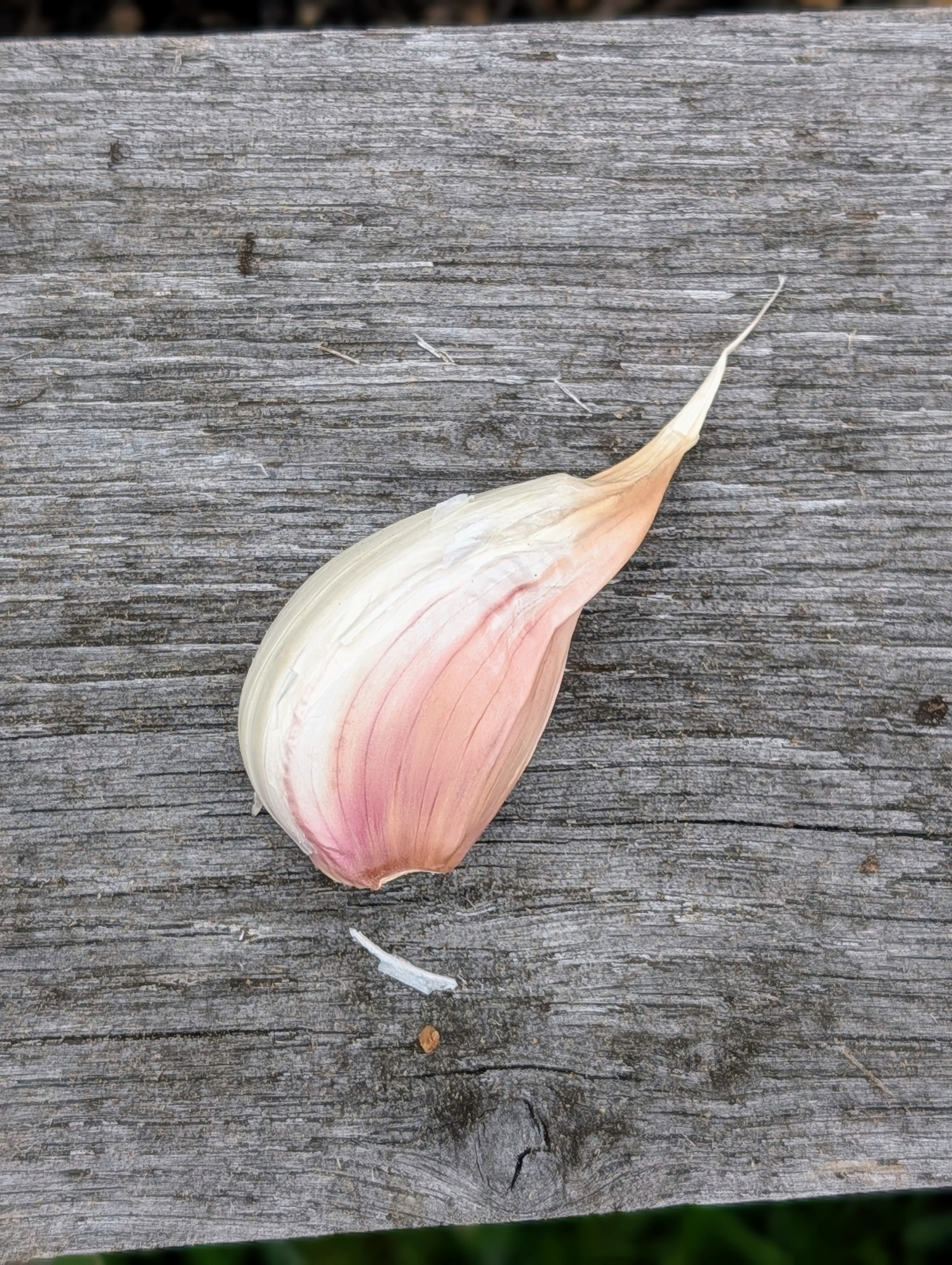 The Garlic is Planted for Next Year - The Martha Stewart Blog