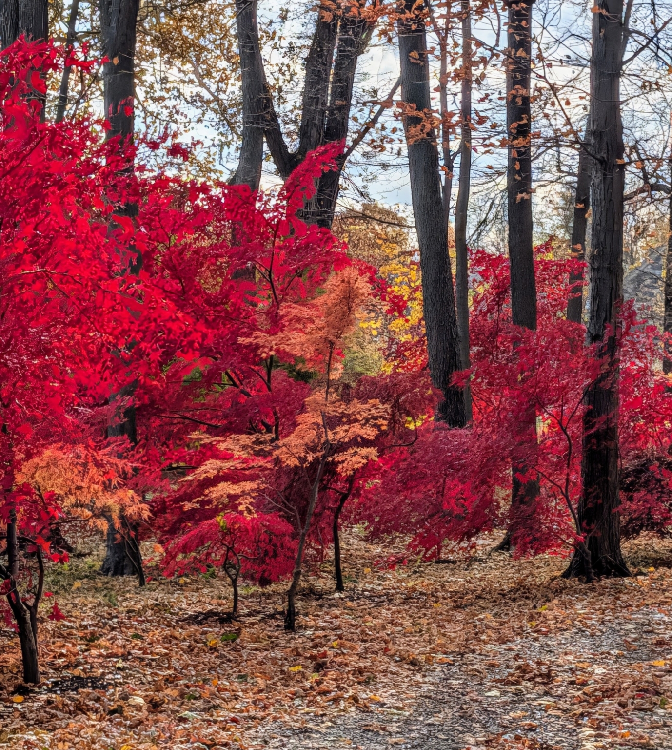 My Woodland of Japanese Maple Trees in Autumn - The Martha Stewart Blog