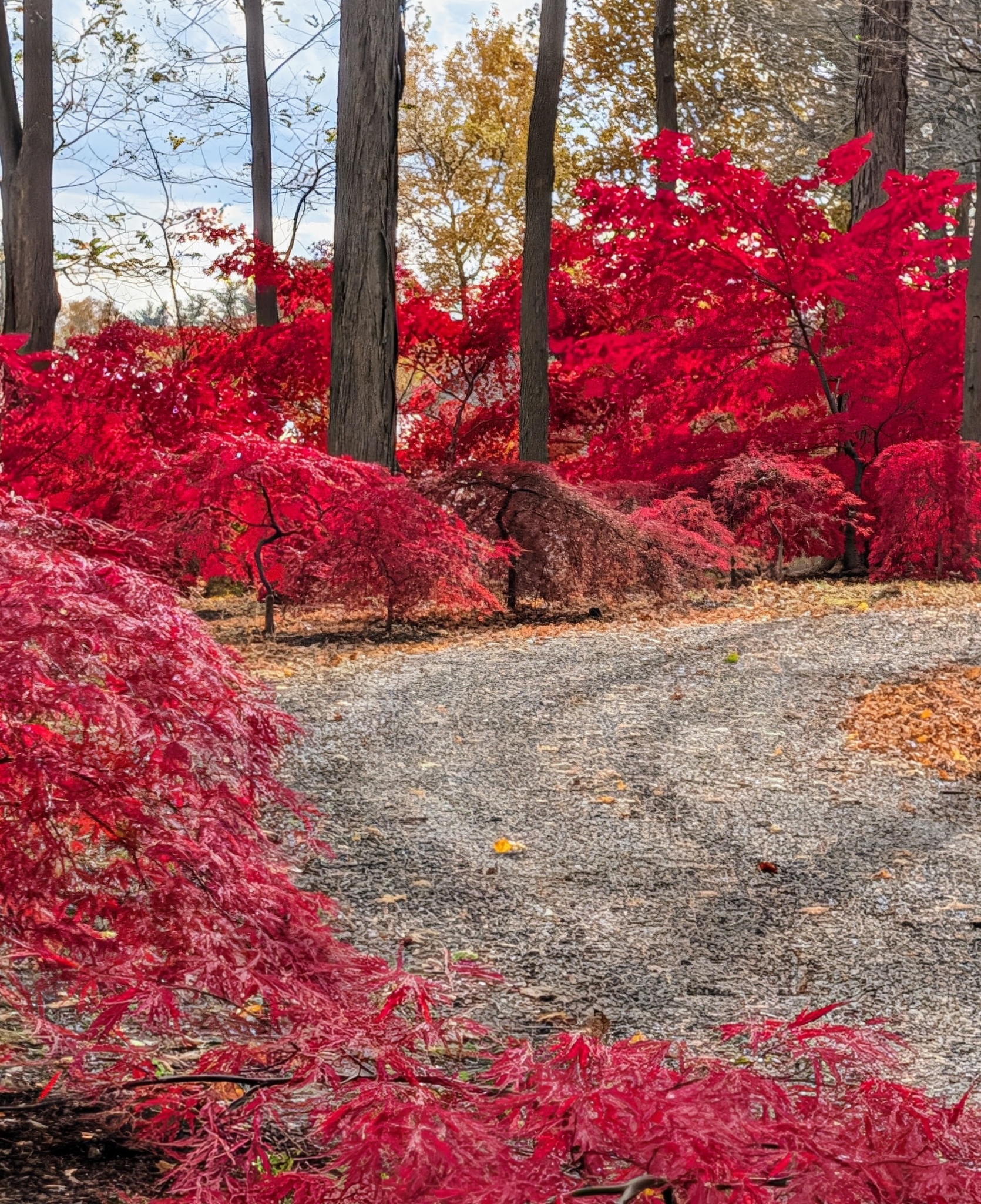 My Woodland of Japanese Maple Trees in Autumn - The Martha Stewart Blog