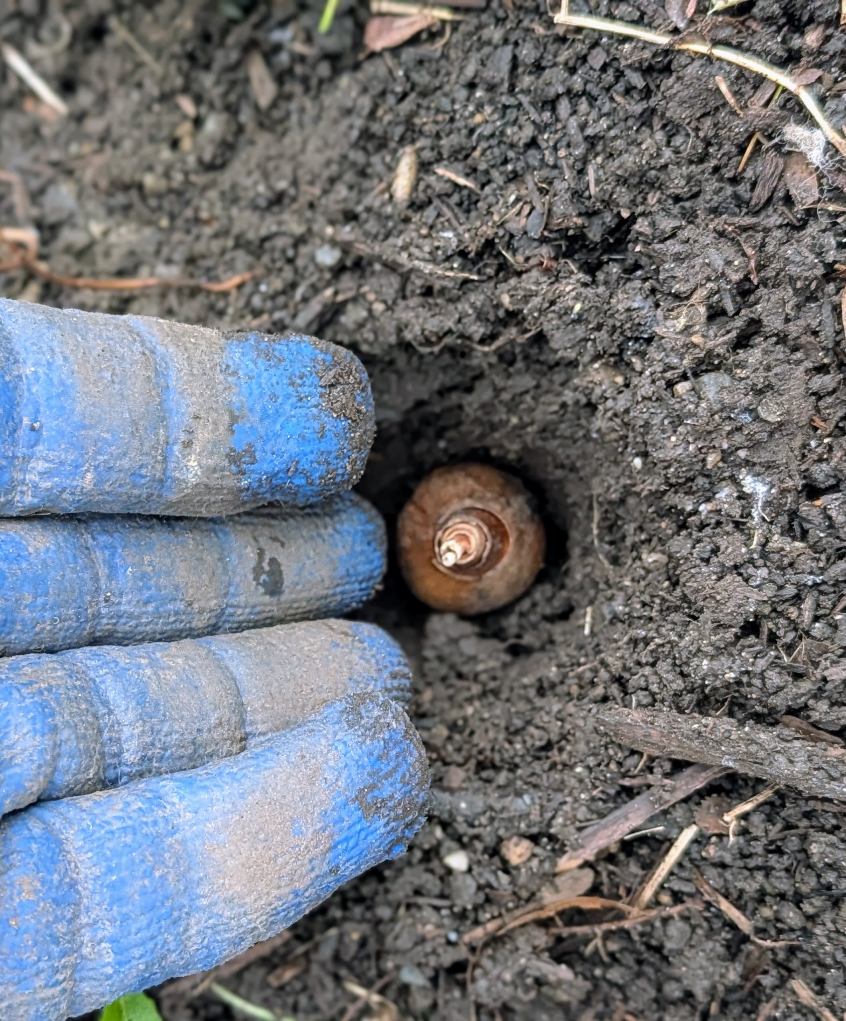 Planting More Spring-Blooming Bulbs - The Martha Stewart Blog
