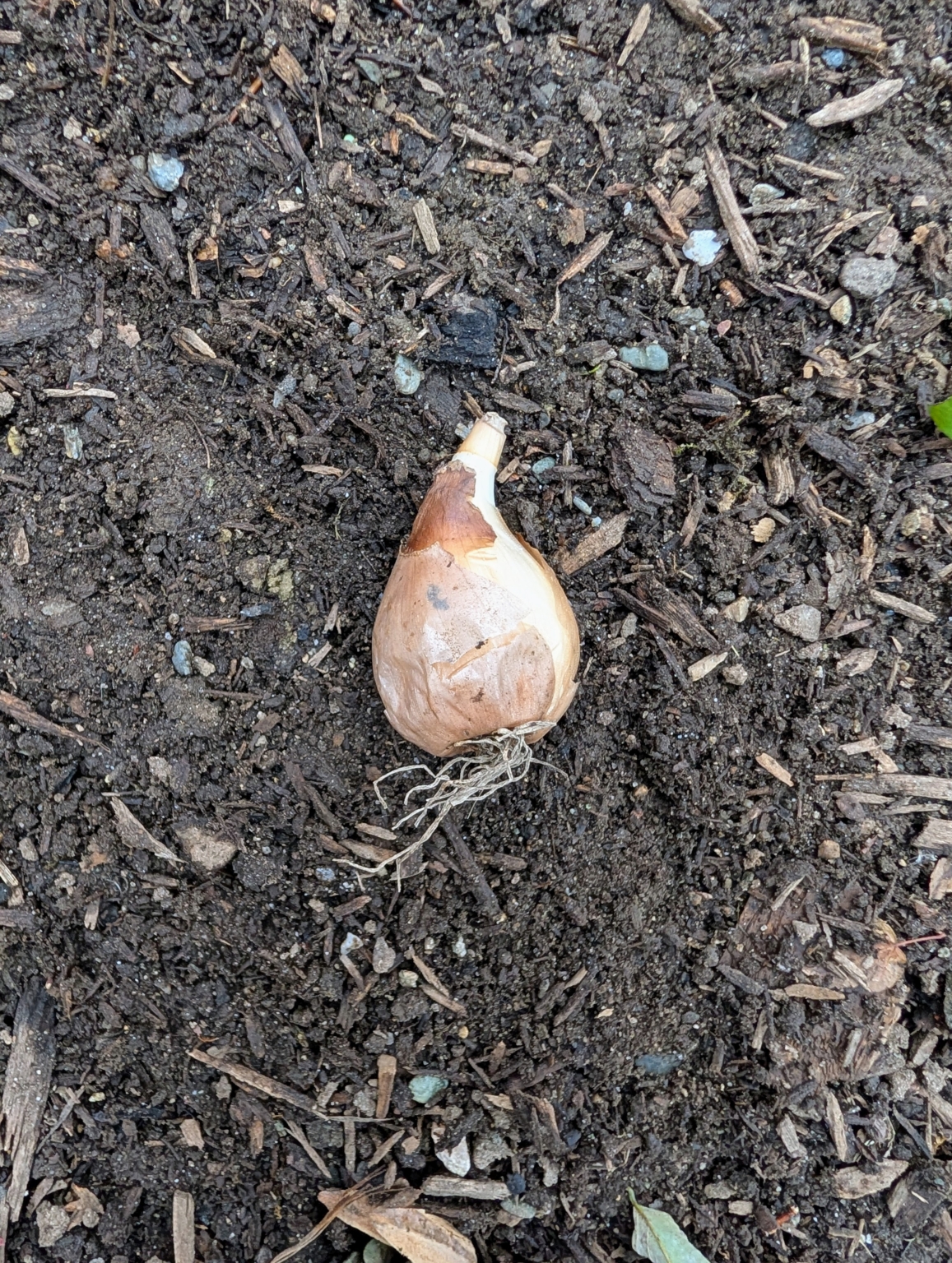 Planting More Spring-Blooming Bulbs - The Martha Stewart Blog