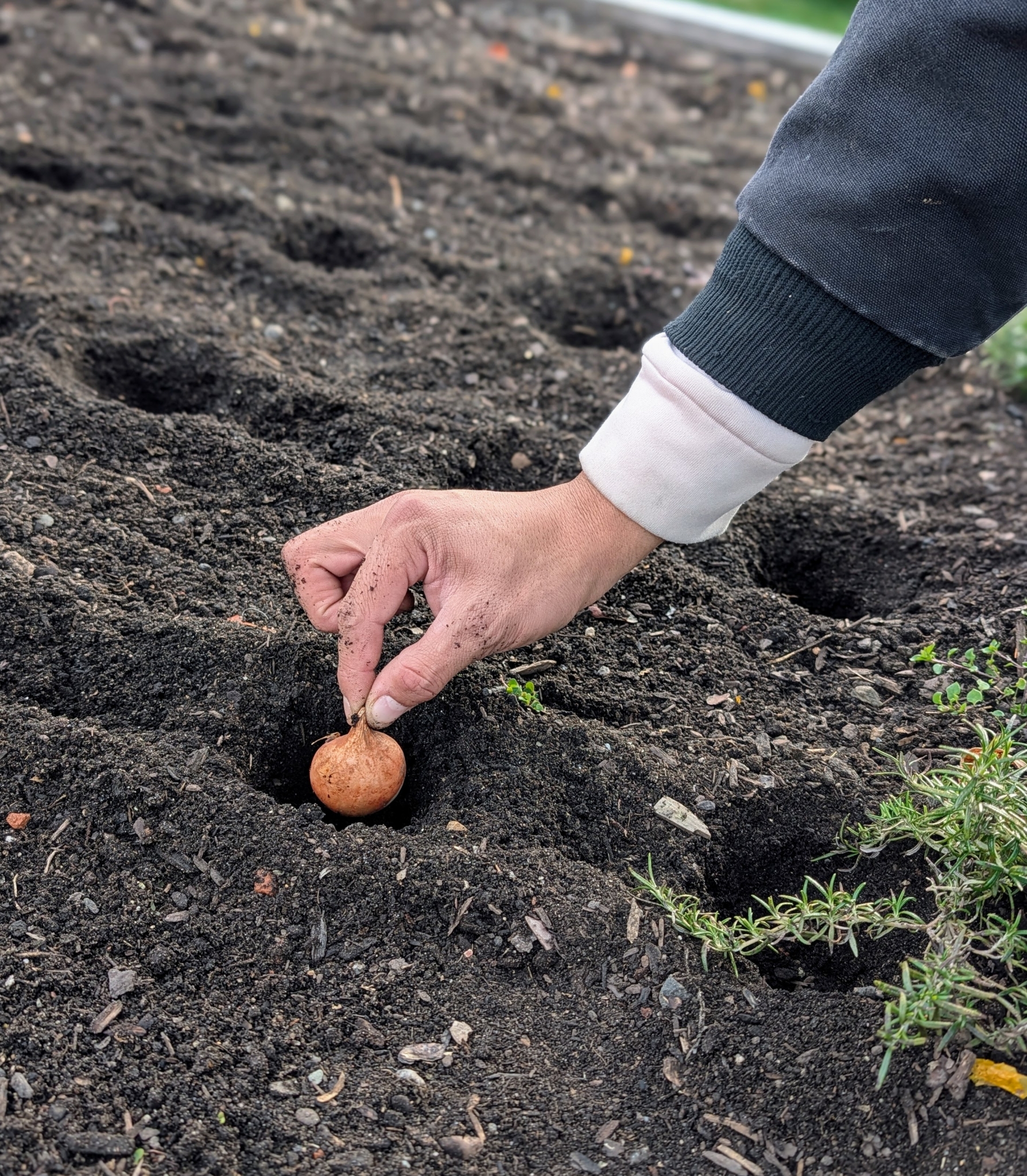 Planting Tulip Bulbs - The Martha Stewart Blog