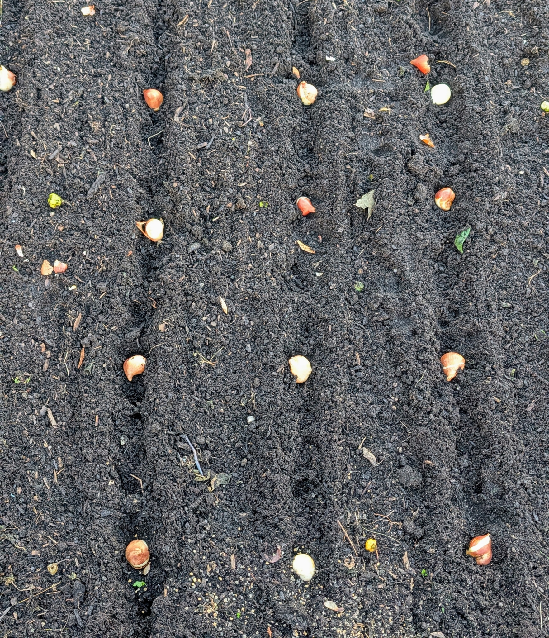 Planting Tulip Bulbs - The Martha Stewart Blog