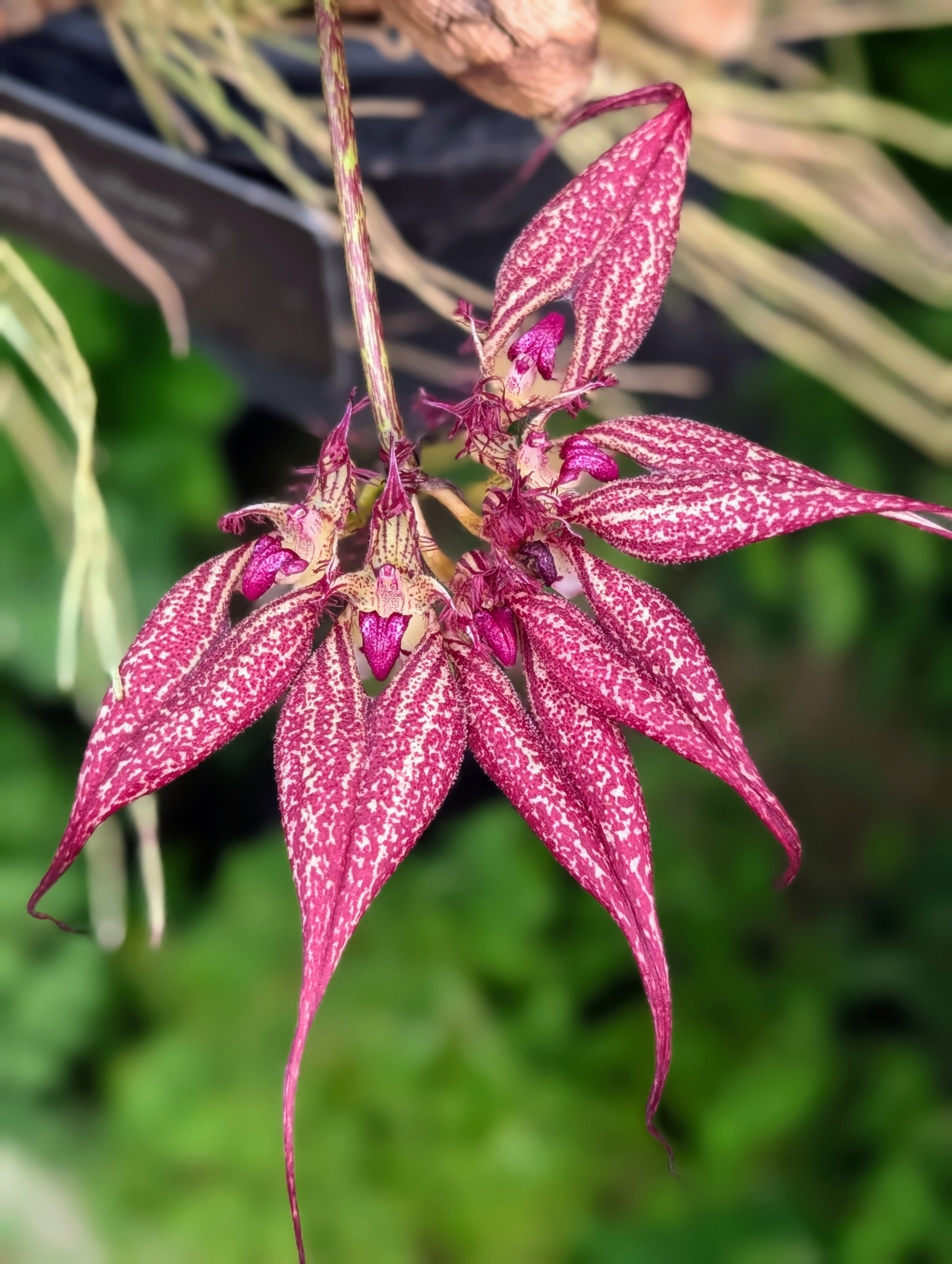 Orchids at Longwood Gardens - The Martha Stewart Blog