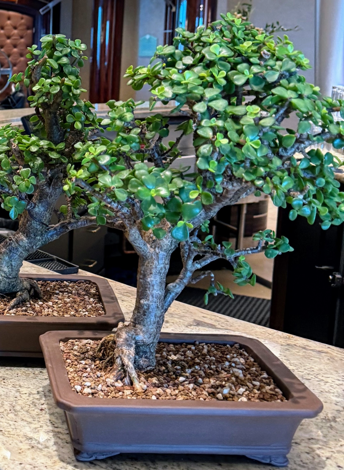 The Martha Stewart Blog : Blog Archive Christmas by Martha Stewart at ...