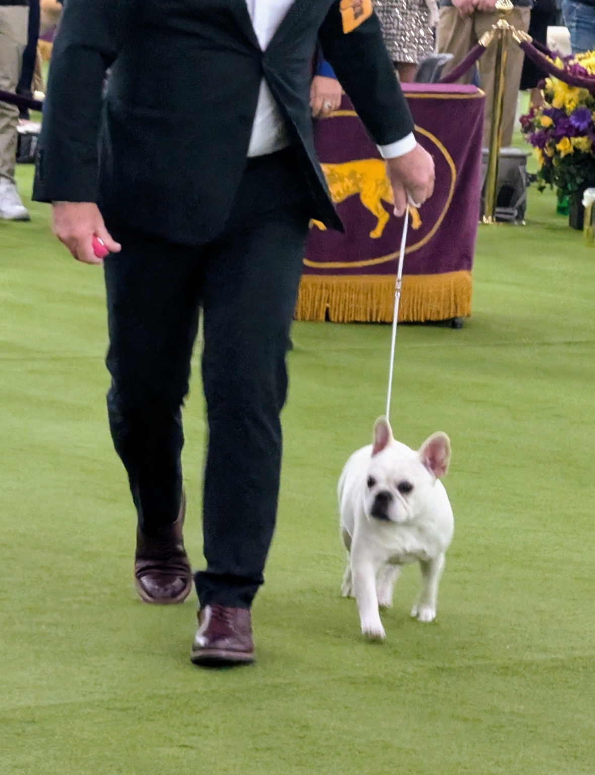 The 150th Westminster Kennel Club Dog Show, Part I - The Martha Stewart ...