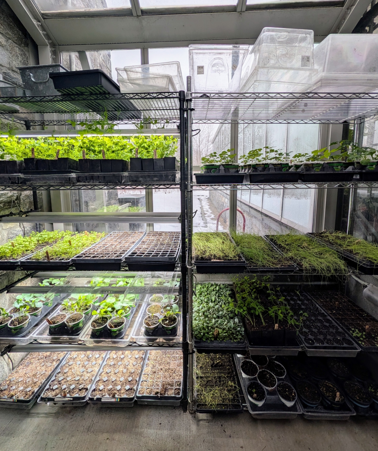 LED Grow Lights from Johnny's Selected Seeds - The Martha Stewart Blog