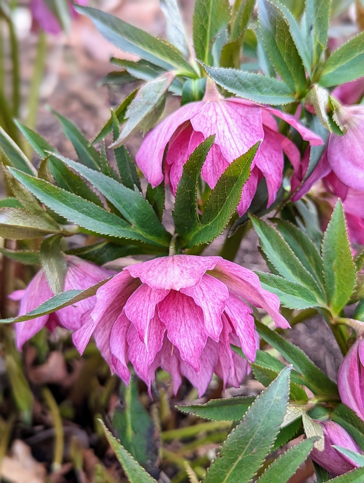 Blooming Hellebores Around My Farm - The Martha Stewart Blog