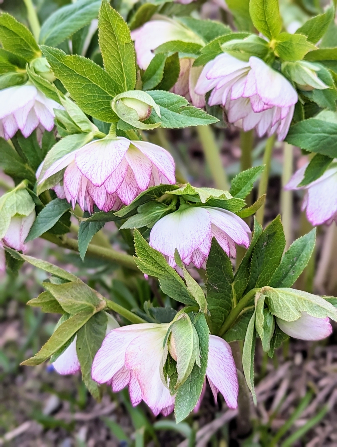 Blooming Hellebores Around My Farm - The Martha Stewart Blog