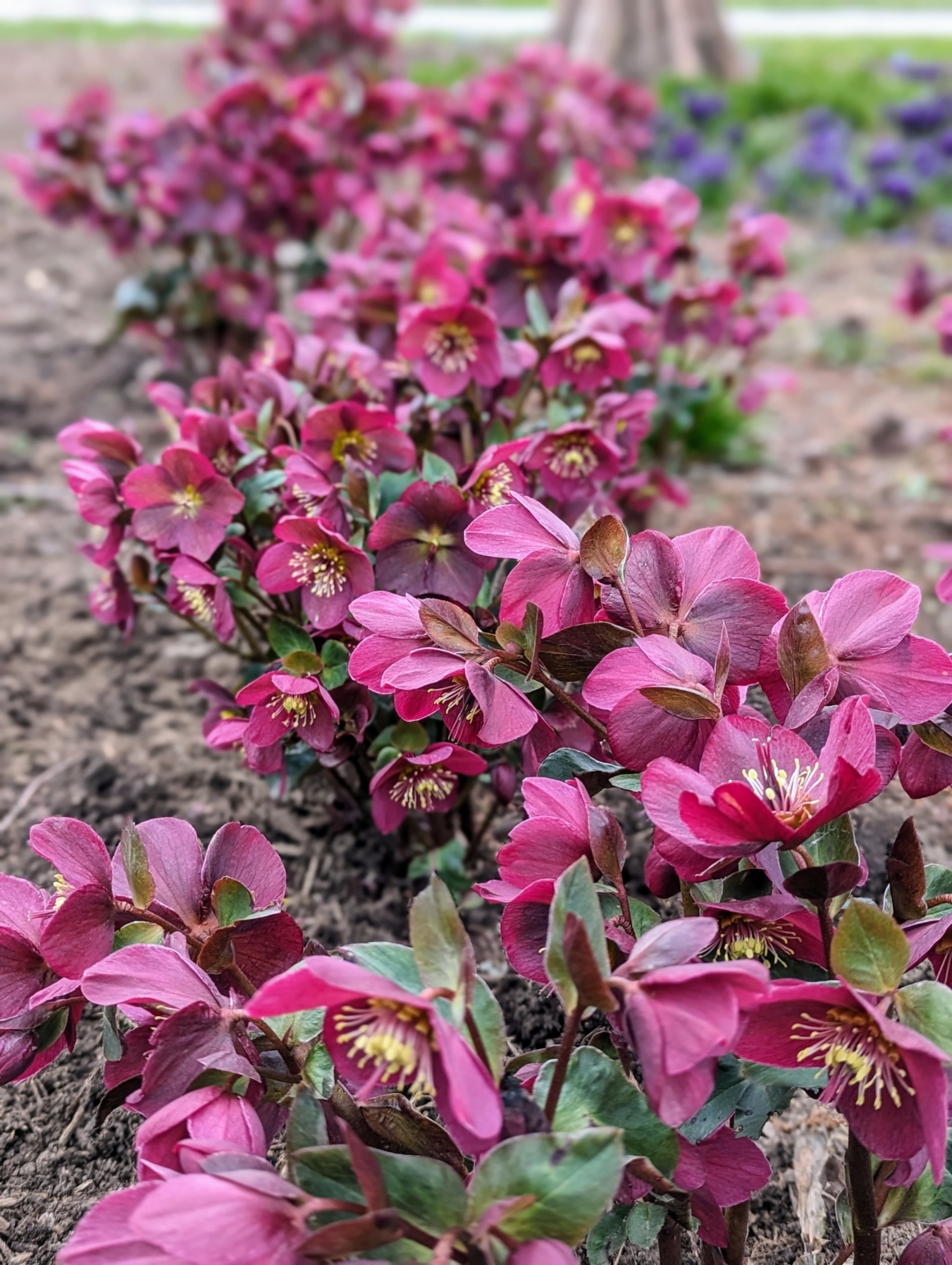 Blooming Hellebores Around My Farm - The Martha Stewart Blog