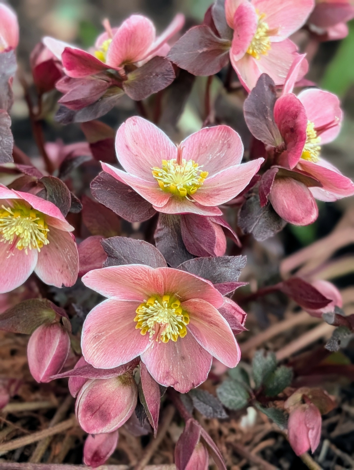 Blooming Hellebores Around My Farm - The Martha Stewart Blog