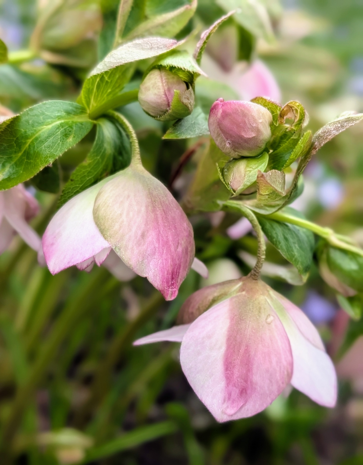 Blooming Hellebores Around My Farm - The Martha Stewart Blog