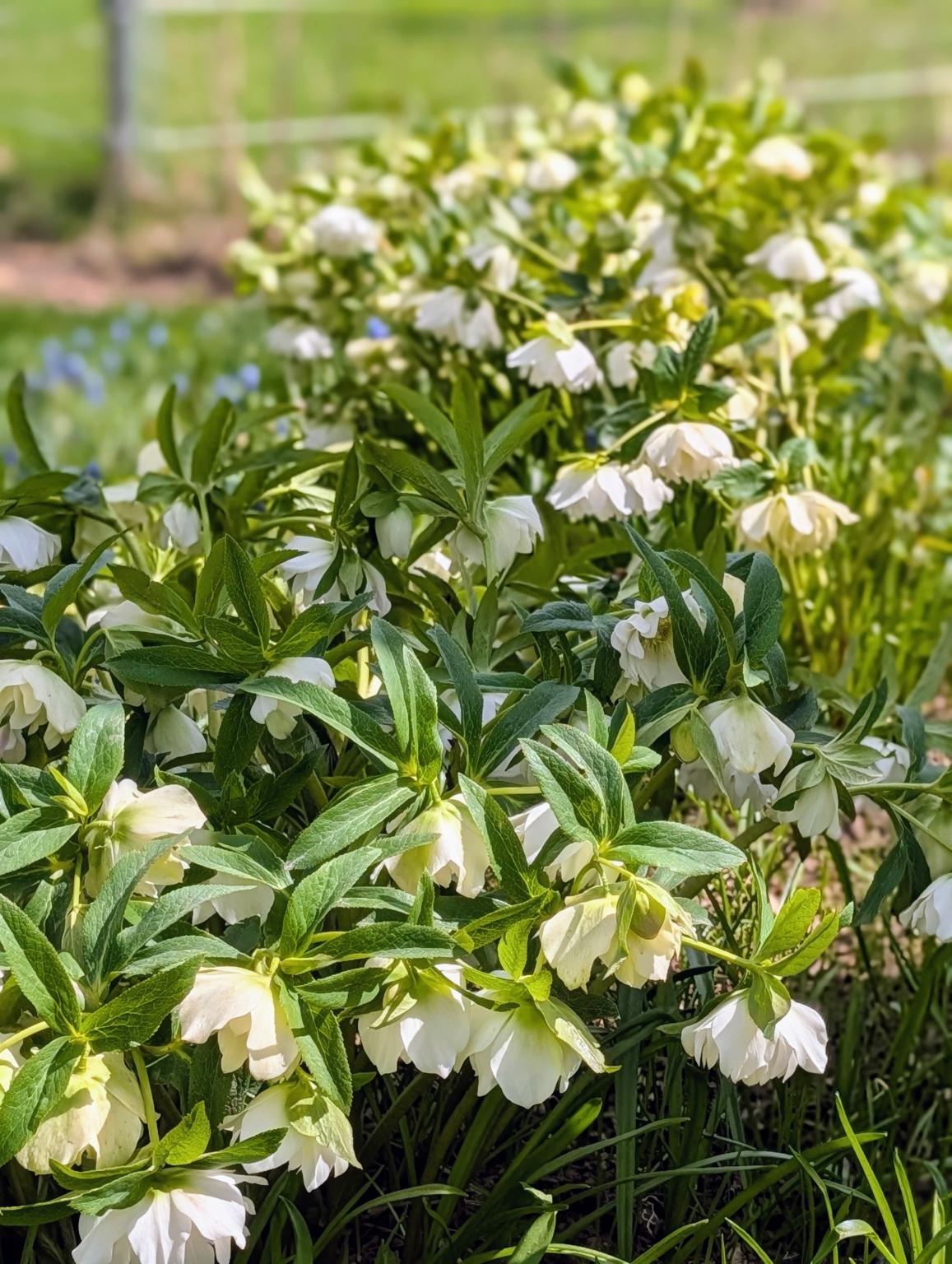 Blooming Hellebores Around My Farm - The Martha Stewart Blog