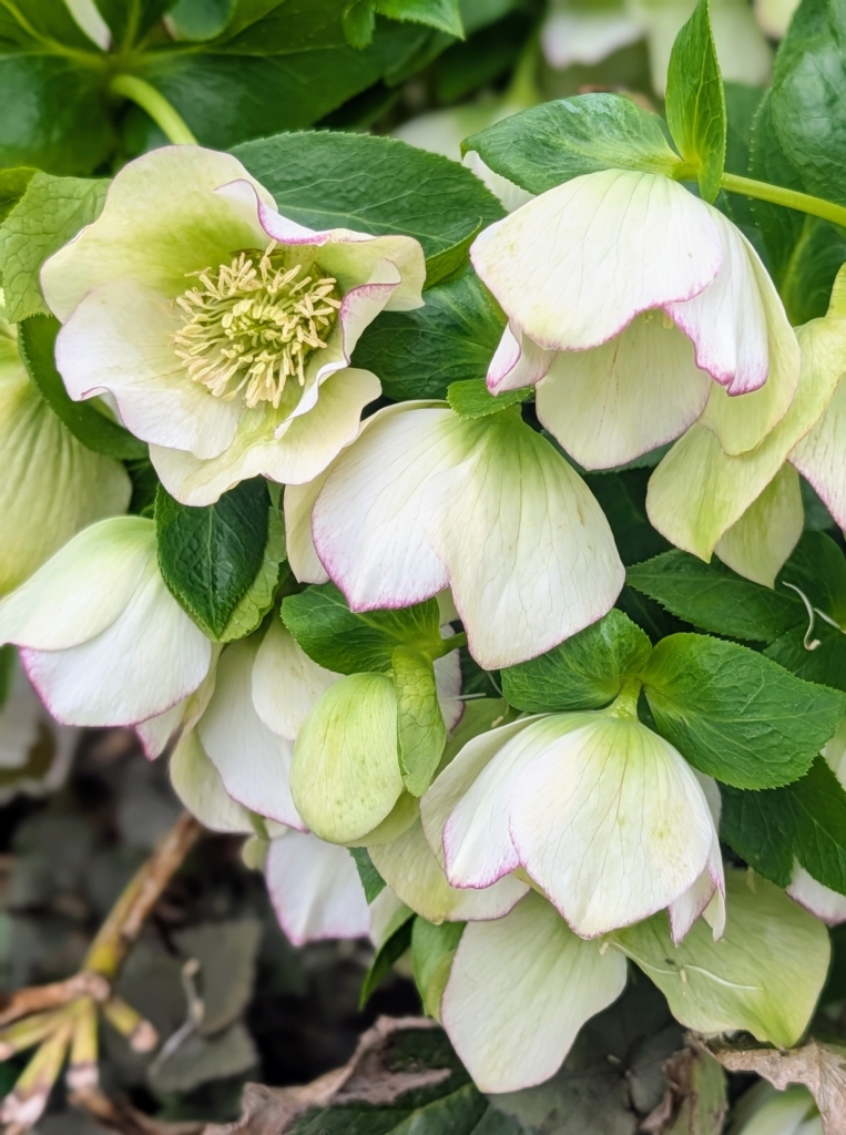 Blooming Hellebores Around My Farm - The Martha Stewart Blog
